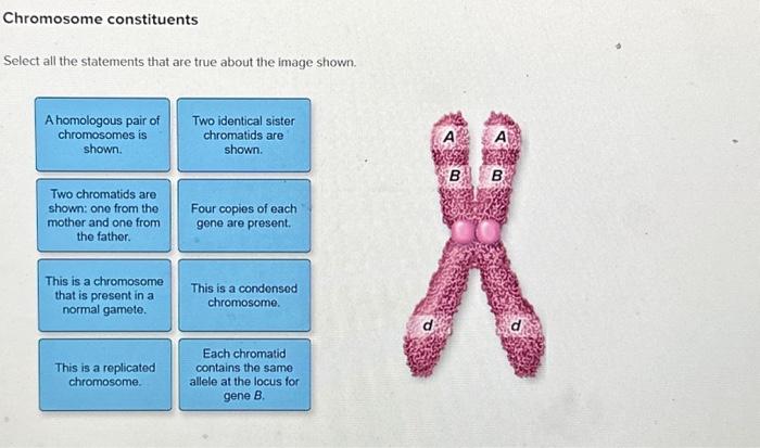 Solved Chromosome constituents Select all the statements | Chegg.com