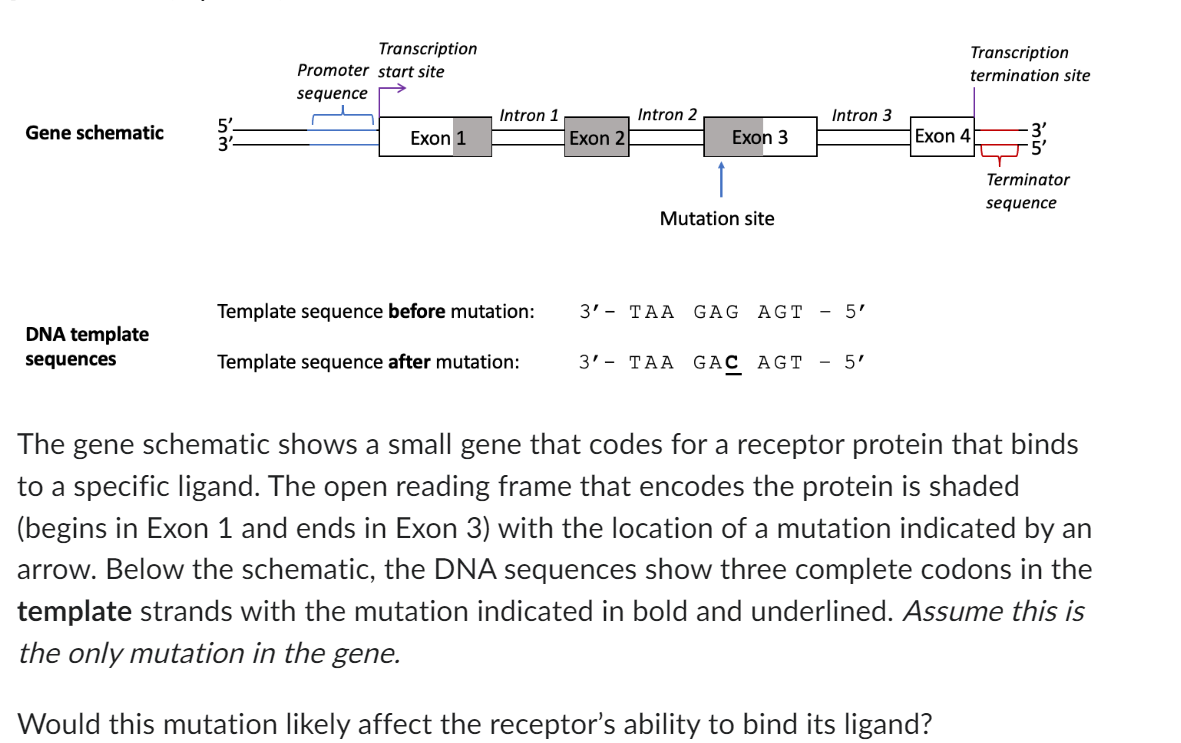 Solved The gene schematic shows a small gene that codes for | Chegg.com