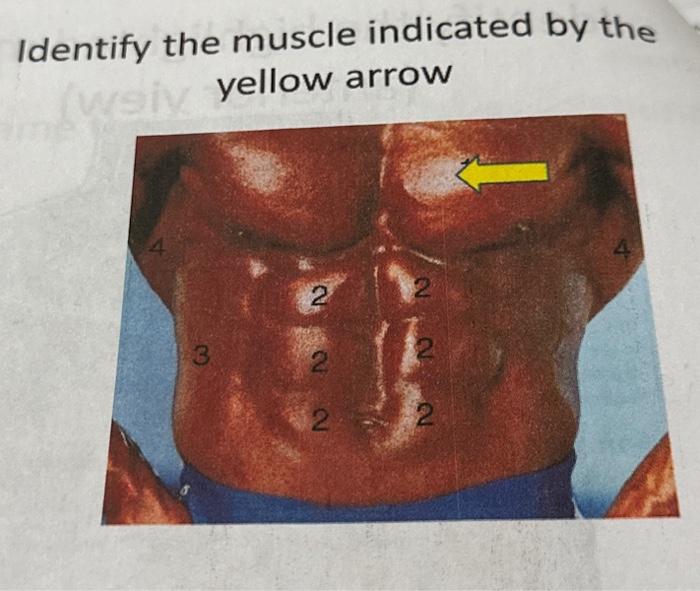 Solved Identify the muscle indicated by the yellow arrow | Chegg.com