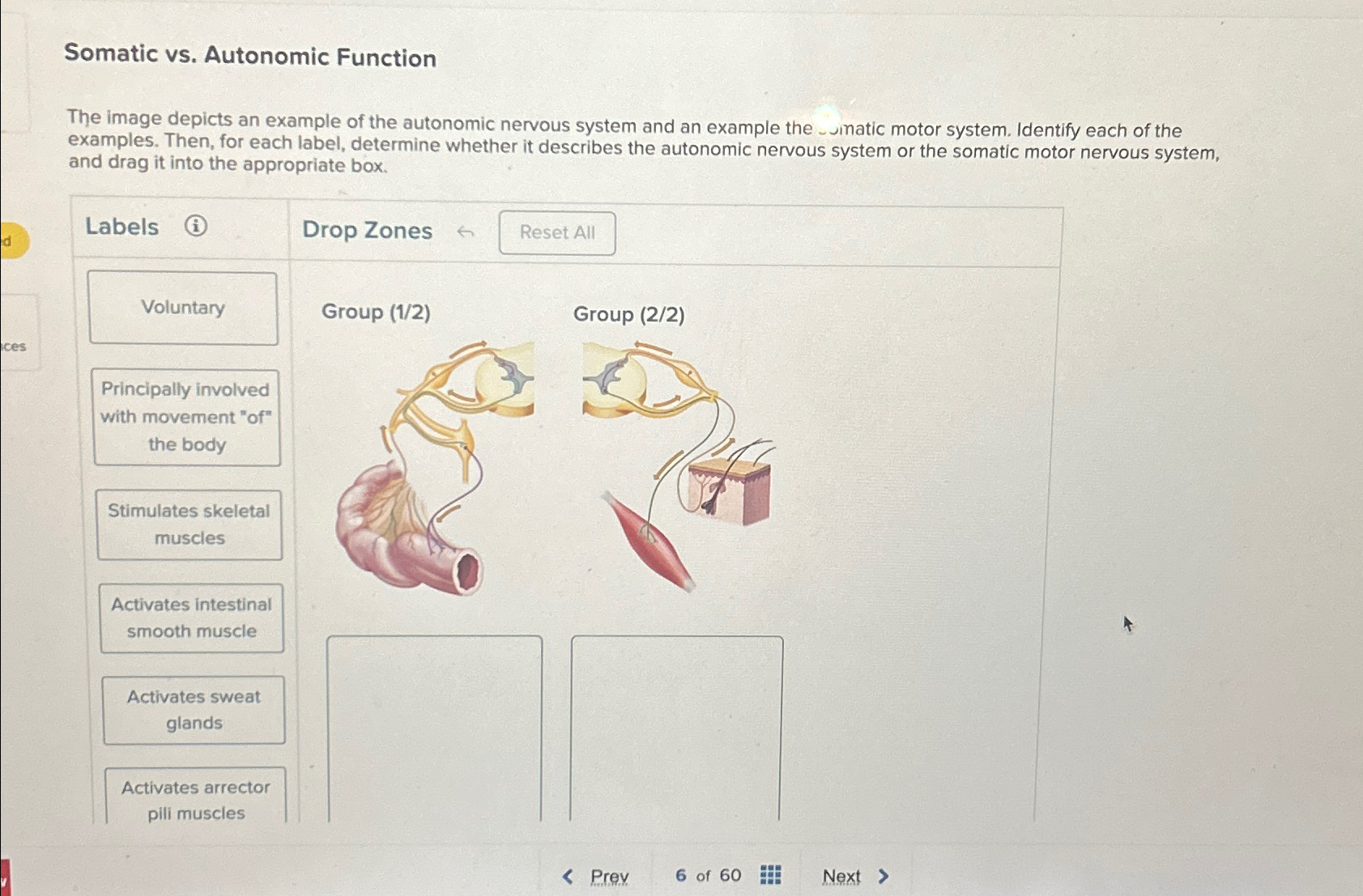 Solved Somatic vs. ﻿Autonomic FunctionThe image depicts an | Chegg.com