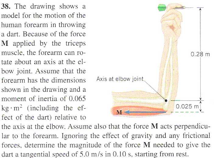 The drawing shows a model for the motion of the human | Chegg.com