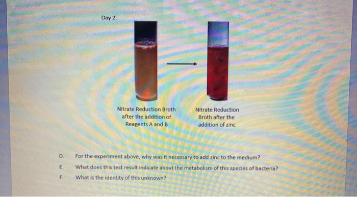 Solved Day 2: Nitrate Reduction Broth after the addition of | Chegg.com