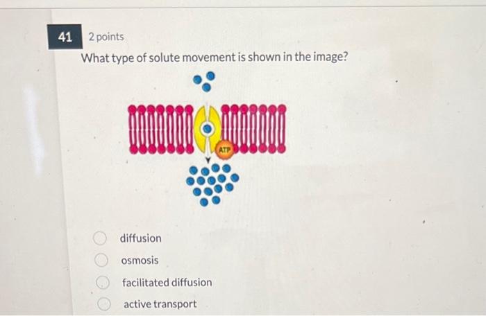 Solved What type of solute movement is shown in the image? | Chegg.com