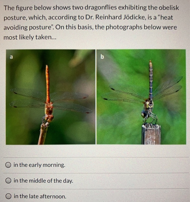 Solved The figure below shows two dragonflies exhibiting the | Chegg.com