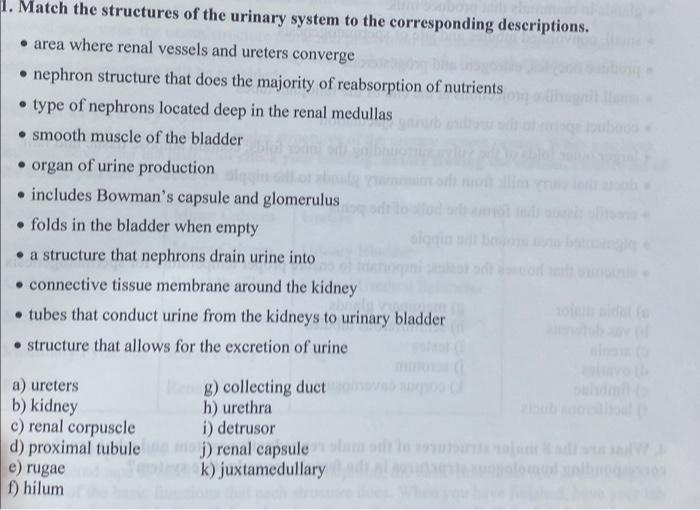 Solved 1. Match the structures of the urinary system to the | Chegg.com
