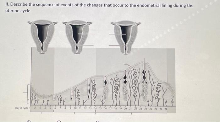 Solved II. Describe the sequence of events of the changes | Chegg.com