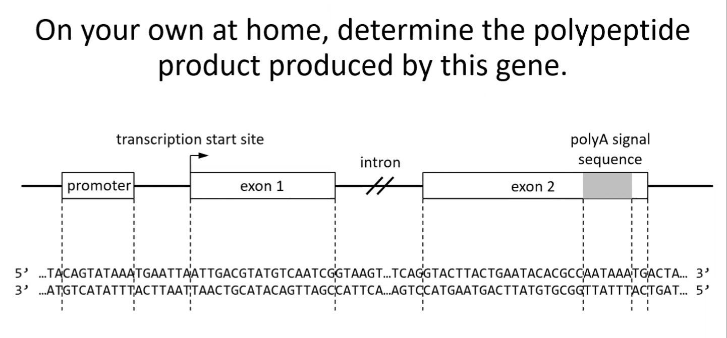 Solved On your own at home, determine the polypeptide | Chegg.com