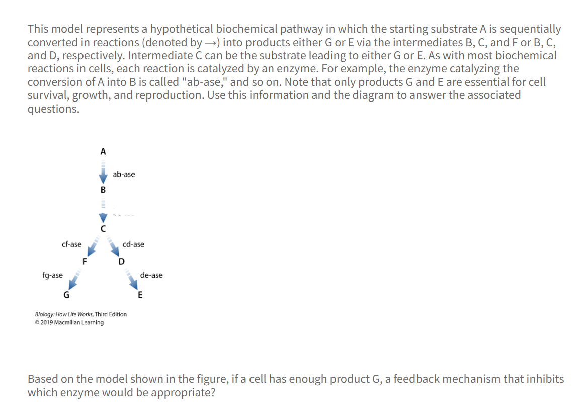 Solved This model represents a hypothetical biochemical | Chegg.com