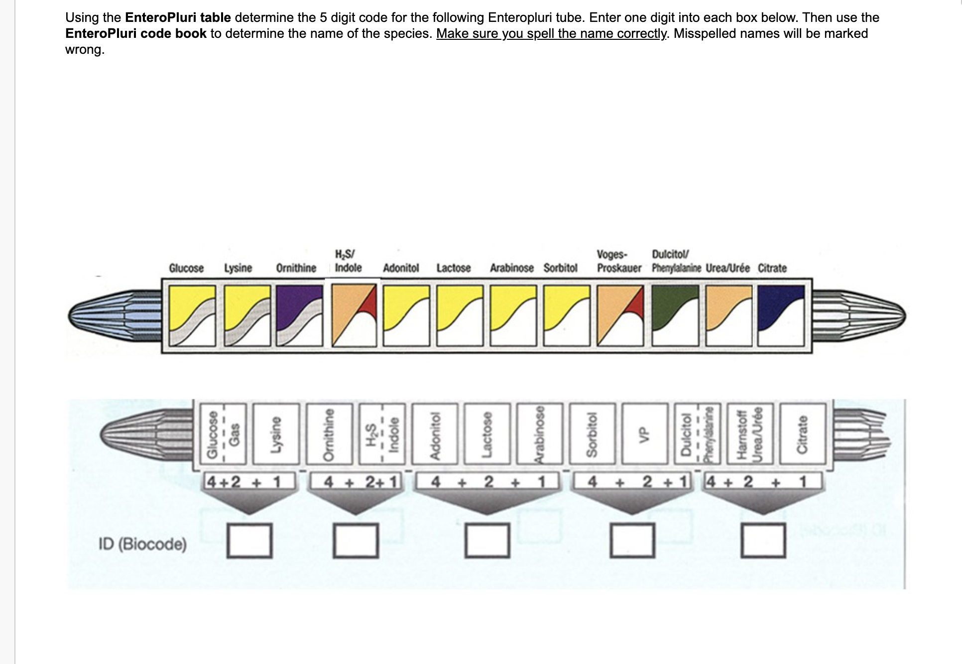 Solved Using the EnteroPluri table determine the 5 ﻿digit | Chegg.com