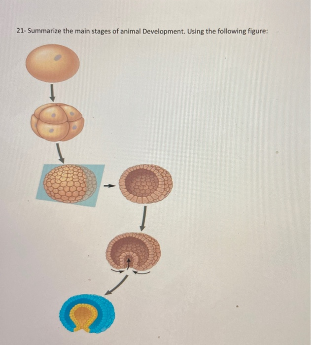 Solved 21- Summarize the main stages of animal Development. | Chegg.com