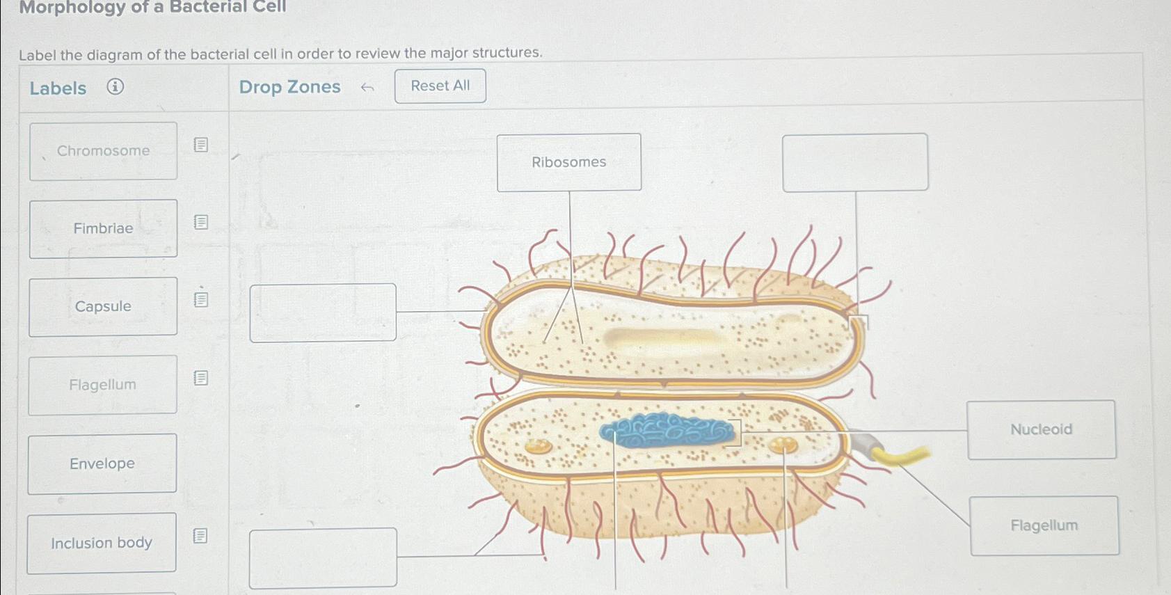 Solved Morphology of a Bacterial CellLabel the diagram of | Chegg.com