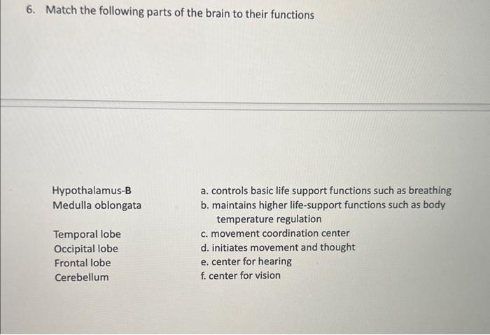 Solved 6. Match the following parts of the brain to their | Chegg.com