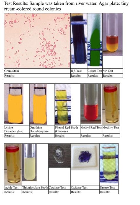 Solved Test Results: Sample was taken from river water. Agar | Chegg.com