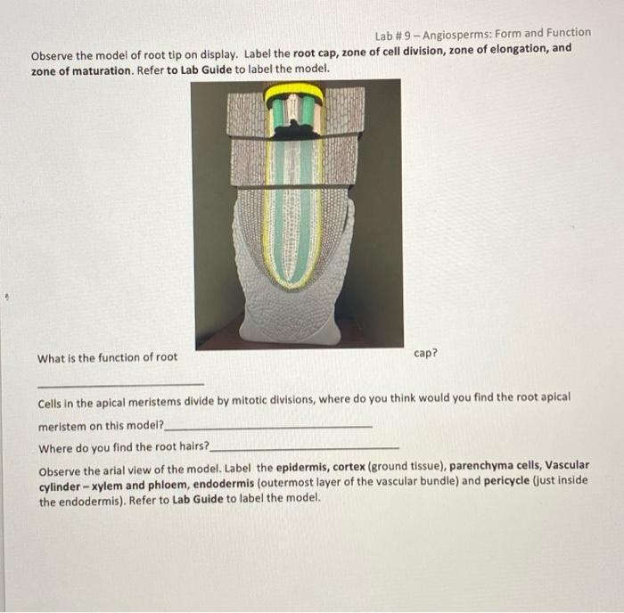 Solved Lab # 9-Angiosperms: Form and Function Lab #9 - | Chegg.com