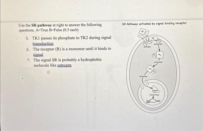 Solved Use the SR pathway at right to answer the following | Chegg.com