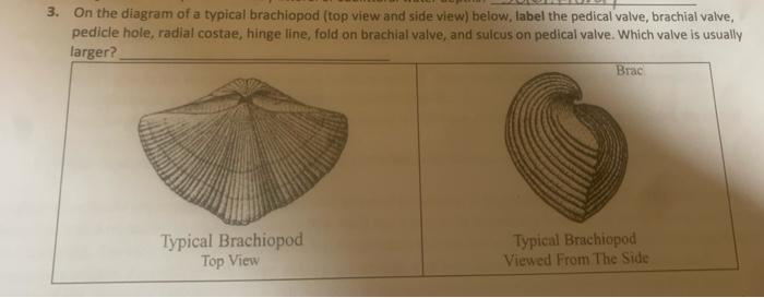 Solved 3. On the diagram of a typical brachiopod (top view | Chegg.com
