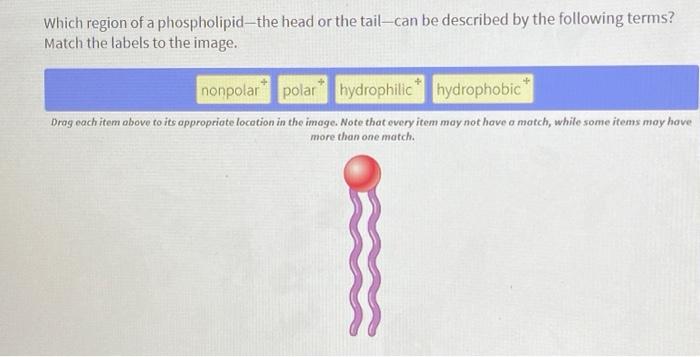 Solved Which region of a phospholipid-the head or the | Chegg.com