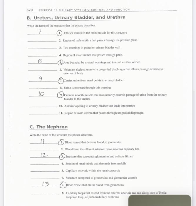 620 EXERCISE 36 URINARY SYSTEM STRUCTURE AND FUNCTION | Chegg.com