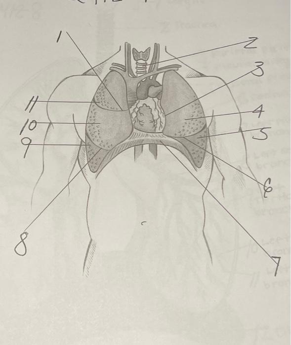 Solved 1. Cardiac notch 2. Diaphragm 3. Horizontal fissure | Chegg.com