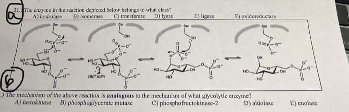 Solved 31. The enzyme in the reaction depicted below belongs | Chegg.com