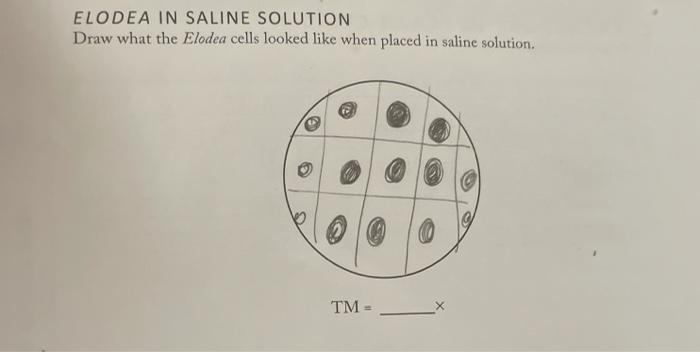 Solved ELODEA IN SALINE SOLUTION Draw what the Elodea cells | Chegg.com