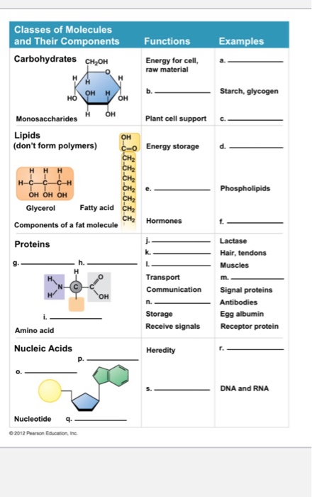 Solved: Classes Of Molecules And Their Components Function... | Chegg.com