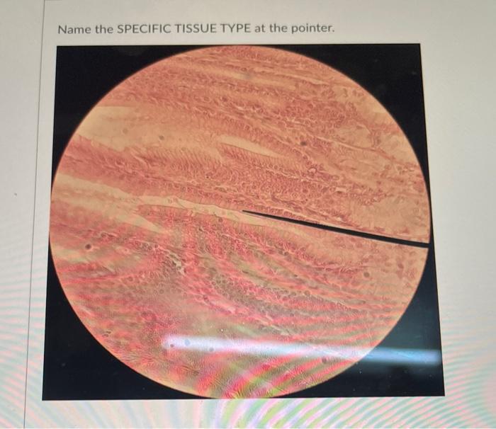 Name the SPECIFIC TISSUE TYPE at the pointer. Name | Chegg.com
