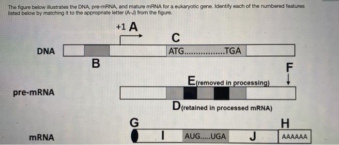 Solved The figure below illustrates the DNA, pre-mRNA, and | Chegg.com