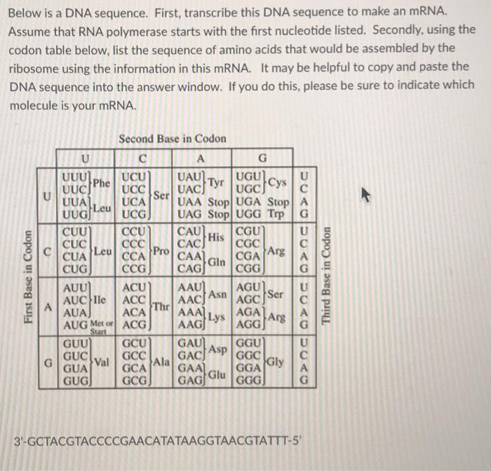 Solved Below is a DNA sequence. First, transcribe this DNA | Chegg.com