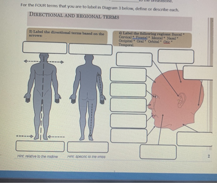 Solved Styles Review the diagrams on directional terms and | Chegg.com