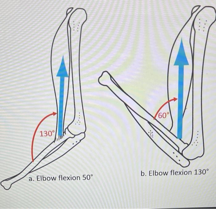 Solved The attach angle of elbow flexors is different when | Chegg.com