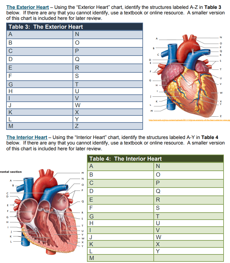 Solved The Exterior Heart - ﻿Using the "Exterior Heart" | Chegg.com