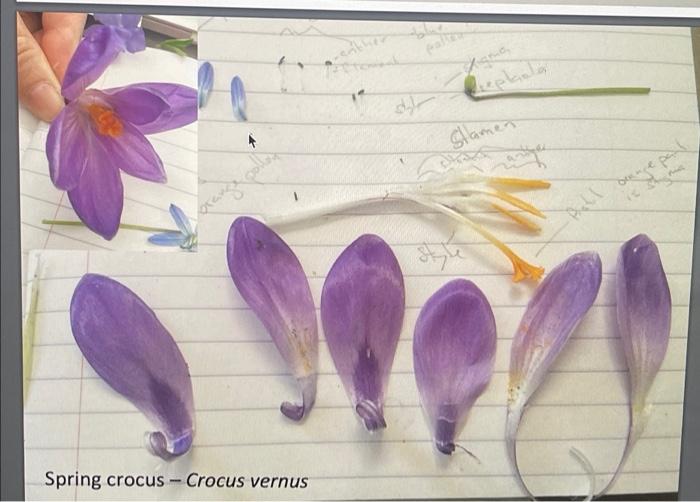 Solved Table 1. Flower Observations - Fill in the table as | Chegg.com