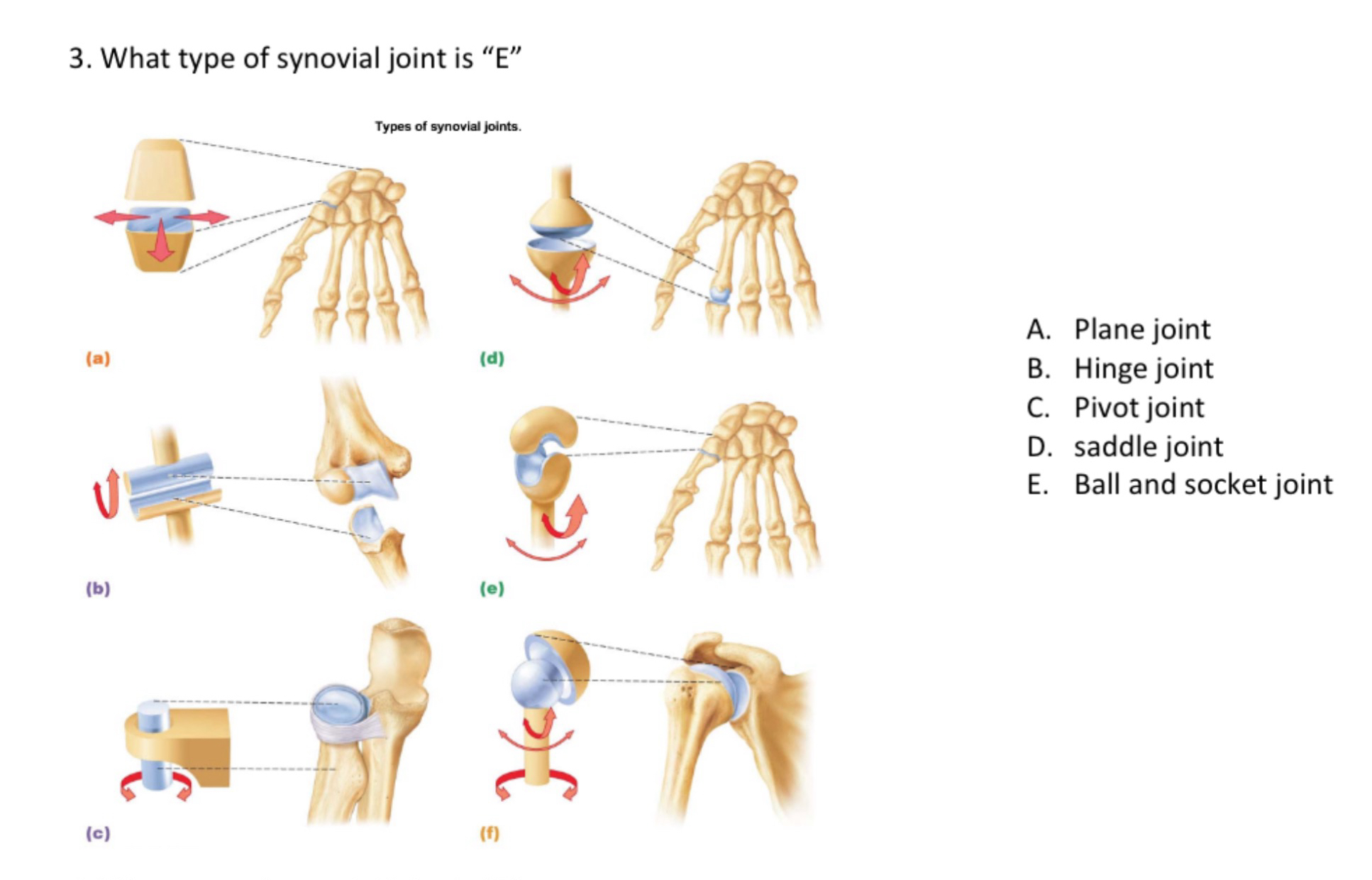 Solved What type of synovial joint is "E"svial | Chegg.com