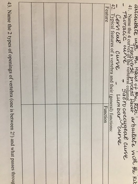Solved articulate with the Head of the kin. 41. Name the 4 | Chegg.com