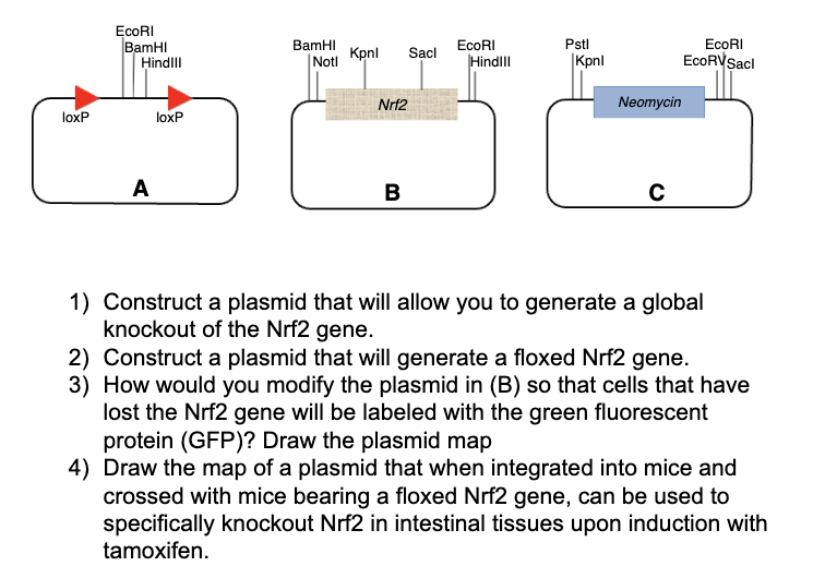 Solved Construct a plasmid that will allow you to generate a | Chegg.com