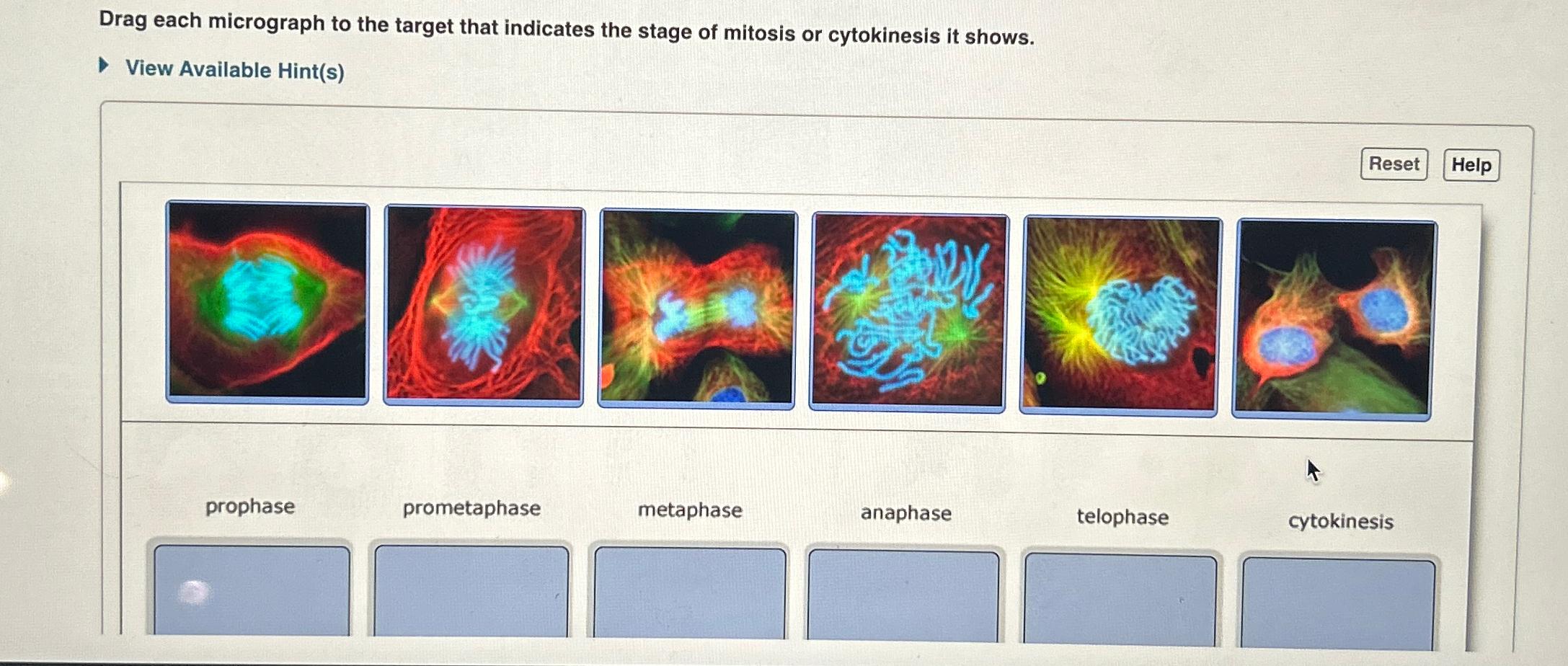 Solved Drag each micrograph to the target that indicates the | Chegg.com