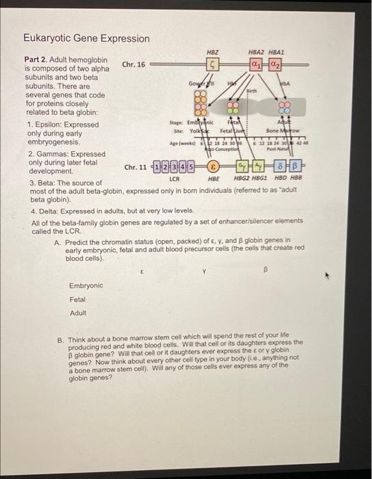 Solved Eukaryotic Gene Expression Part 1. Eukaryotes use at | Chegg.com