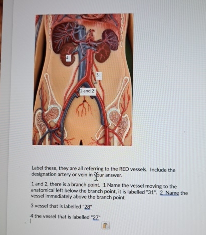 Solved Label these, they are all referring to the RED | Chegg.com