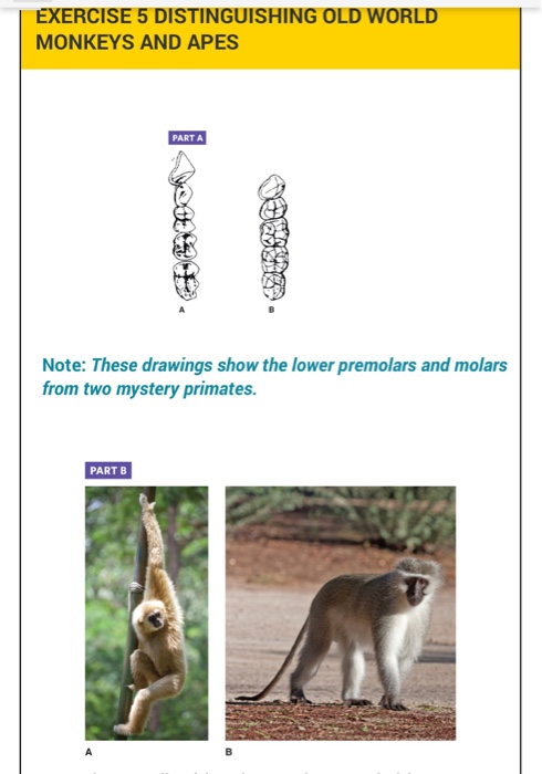 Solved: EXERCISE 5 DISTINGUISHING OLD WORLD MONKEYS AND AP... | Chegg.com