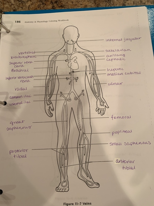  Answers To Anatomy And Physiology Coloring Workbook Chapter 4 Skin 