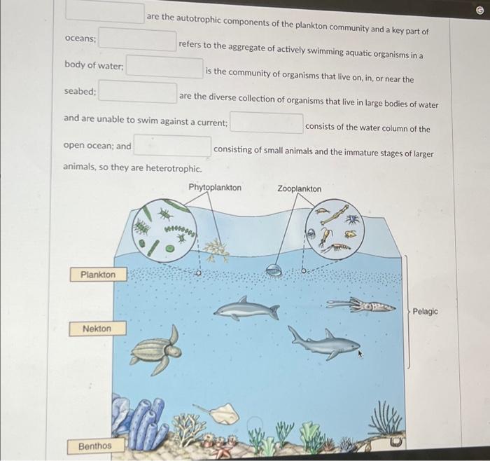 Solved are the autotrophic components of the plankton | Chegg.com
