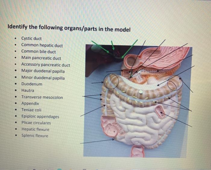 Solved Identify the following organs/parts in the model . . | Chegg.com