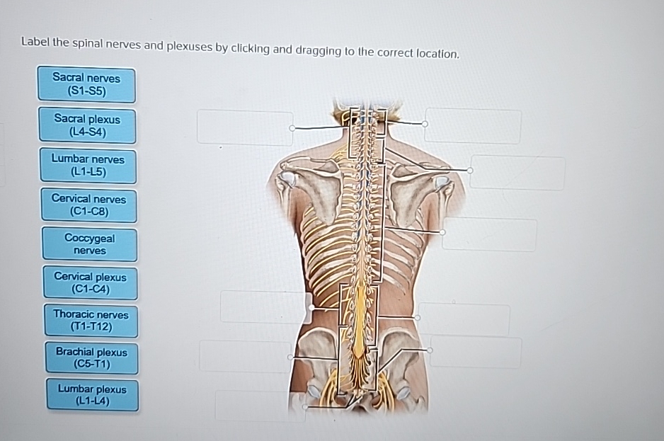 Solved Label The Spinal Nerves And Plexuses By Clicking And