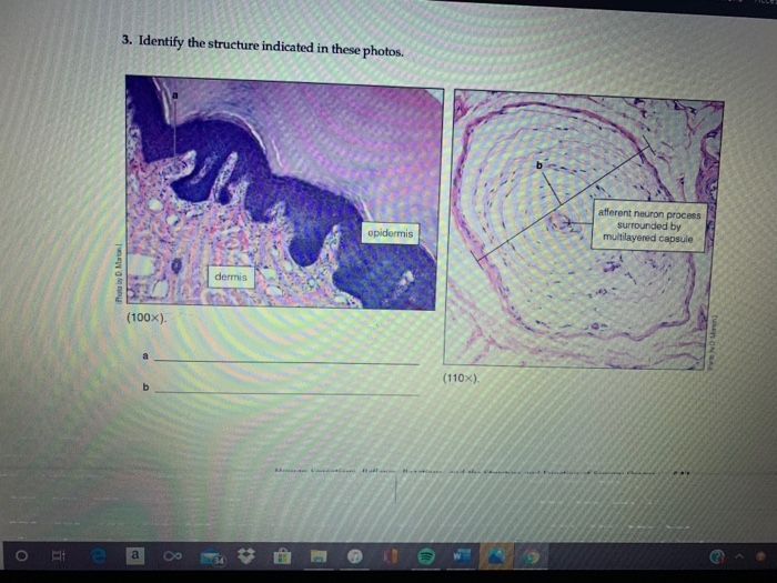 Solved 3. Identify the structure indicated in these photos. | Chegg.com