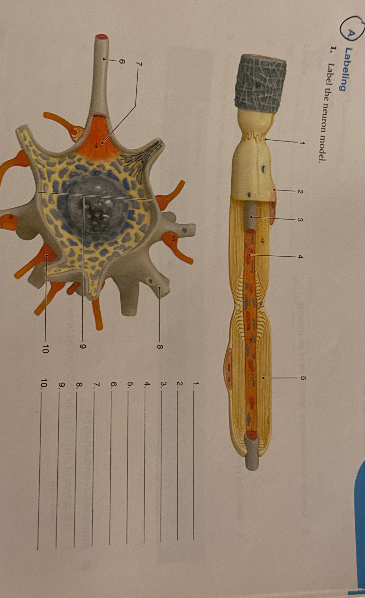 Solved A. ﻿LabelingLabel the neuron | Chegg.com