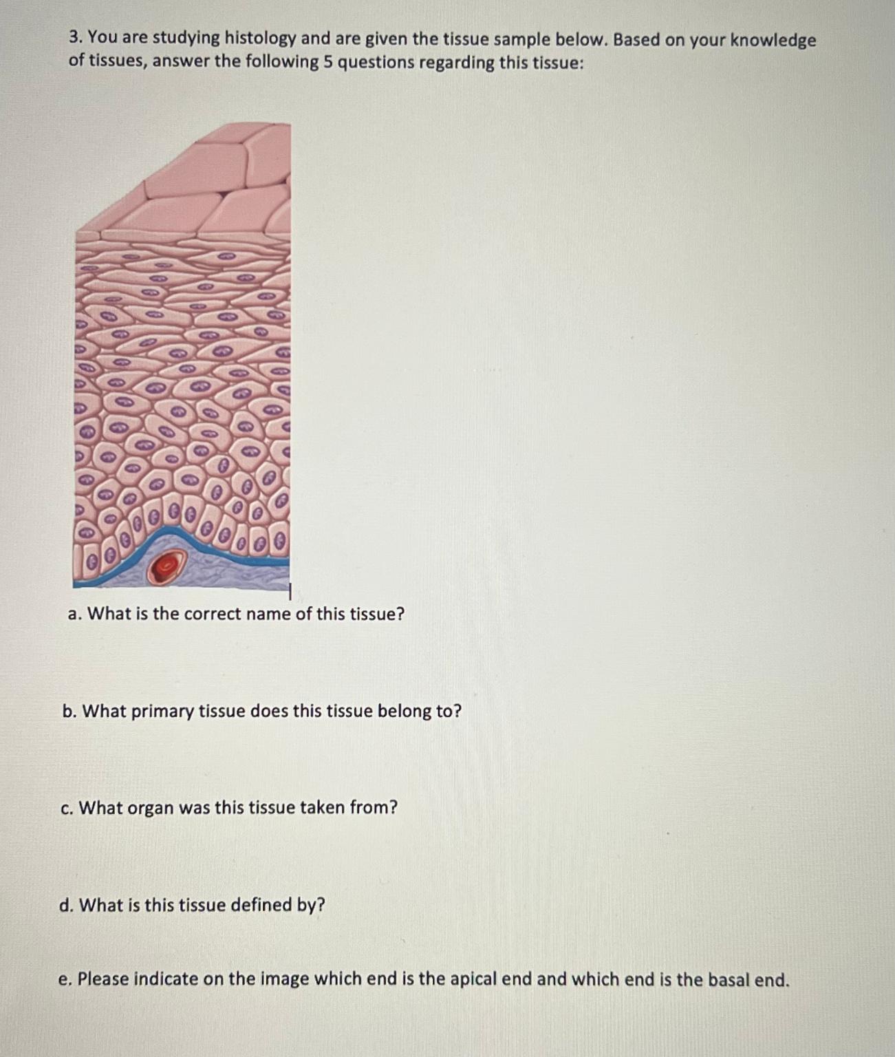 Solved You are studying histology and are given the tissue | Chegg.com