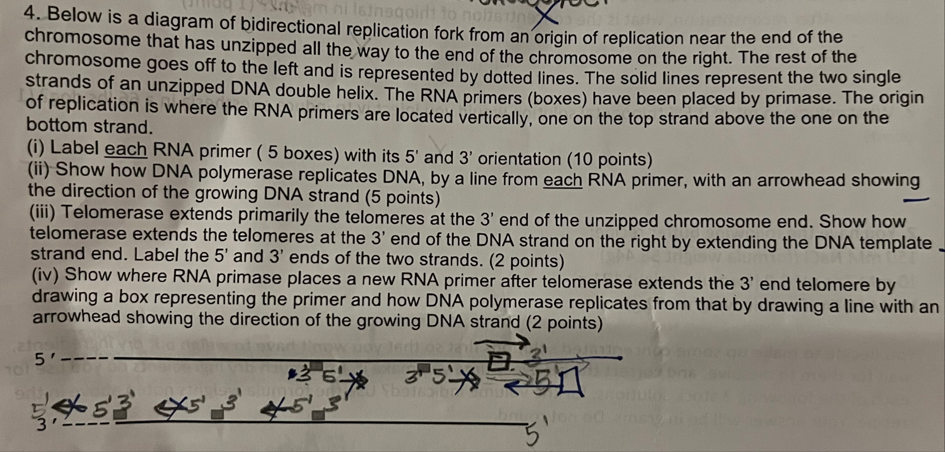 Solved Below is a diagram of bidirectional replication fork | Chegg.com