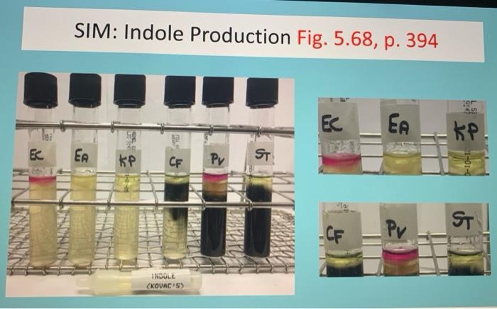 Solved SIM: Indole Production Fig. 5.68, p. 394 0 EC EA КР | Chegg.com