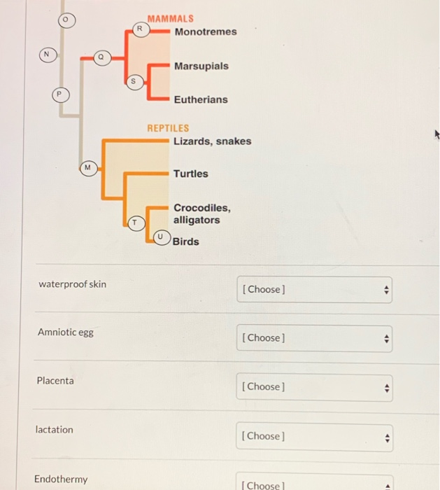 Solved MAMMALS Monotremes Marsupials Eutherians REPTILES | Chegg.com